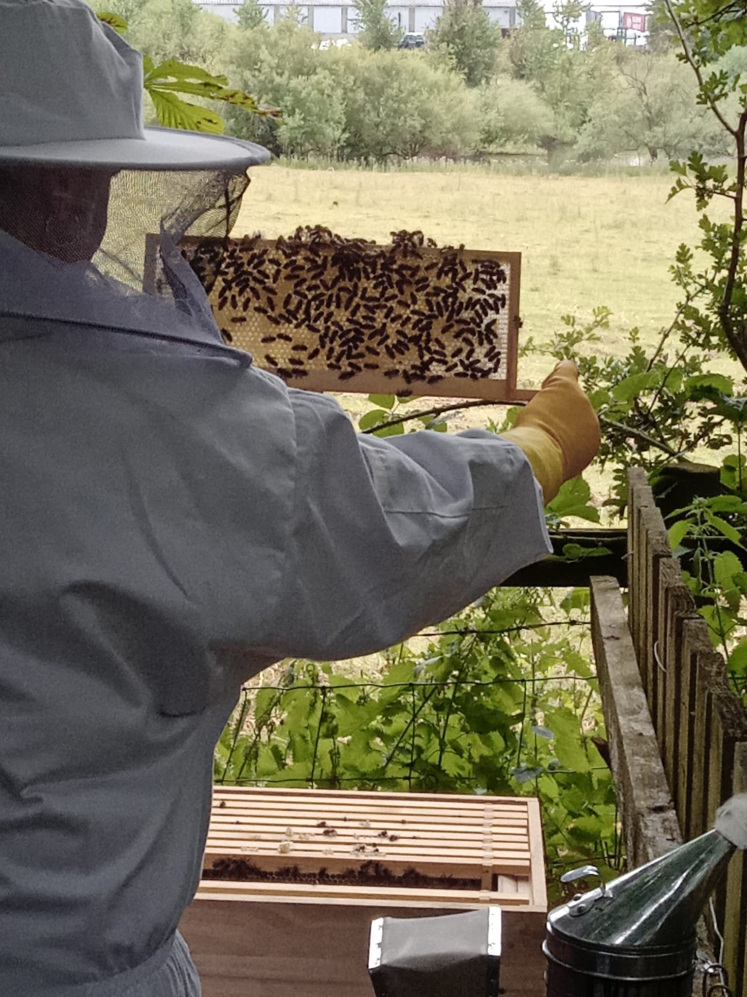 BeesatBluebell – A new-bees adventures in bee-keeping